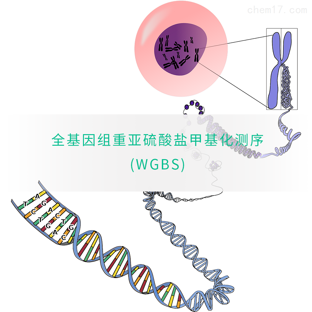 全基因组重亚硫酸盐甲基化测序(WGBS)-化工仪器网